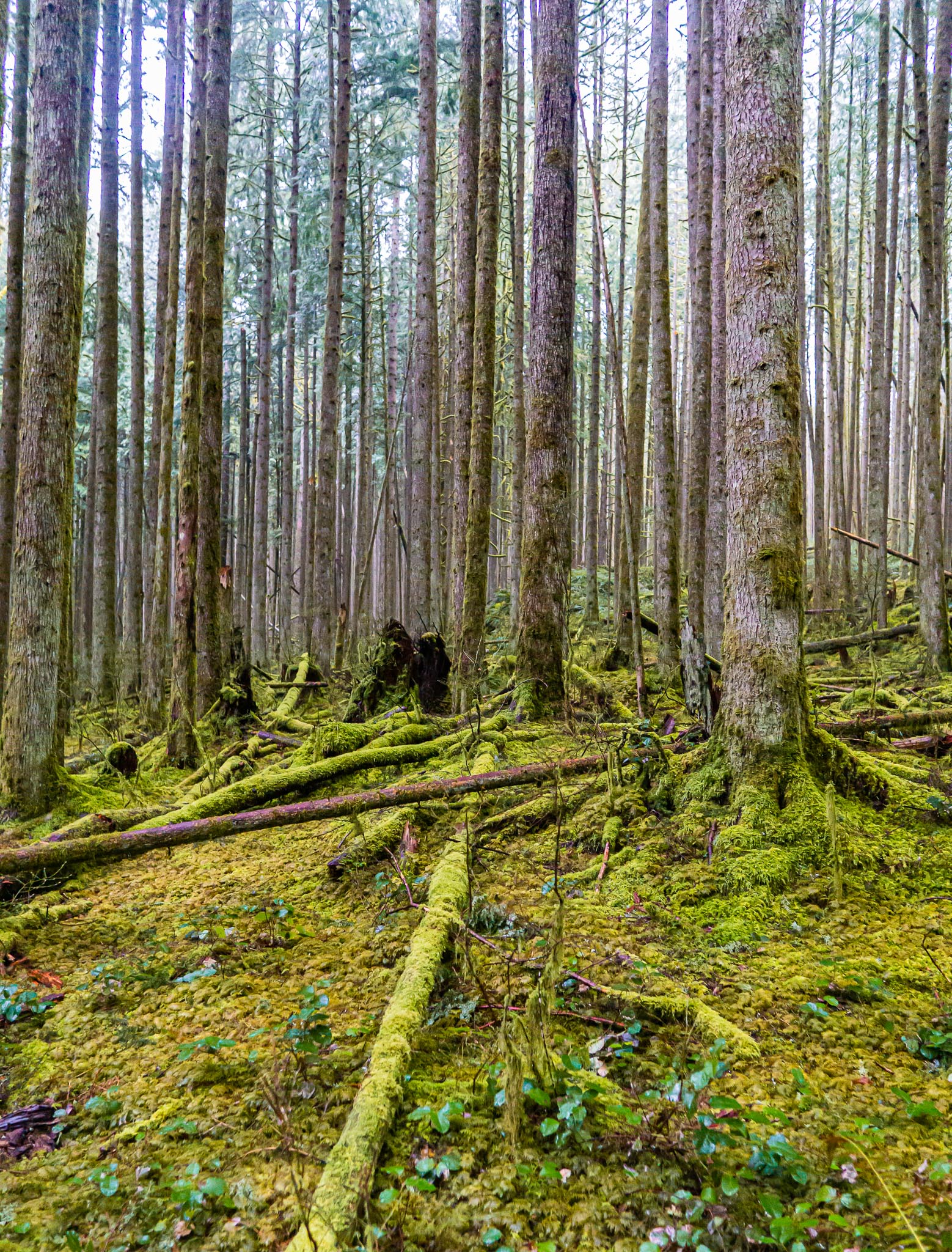 Hiking Mike Lake in Golden Ears Provincial Park - Best Hikes BC