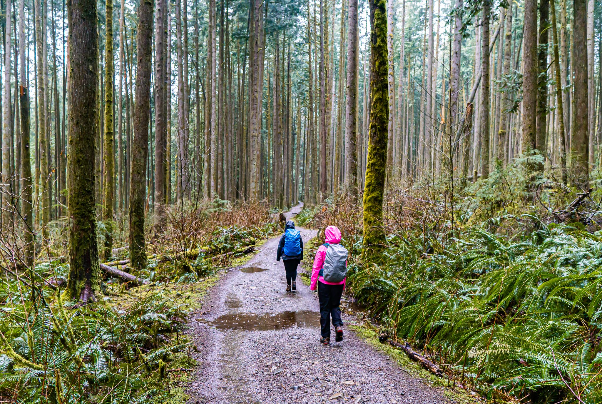 Hiking Mike Lake in Golden Ears Provincial Park - Best Hikes BC