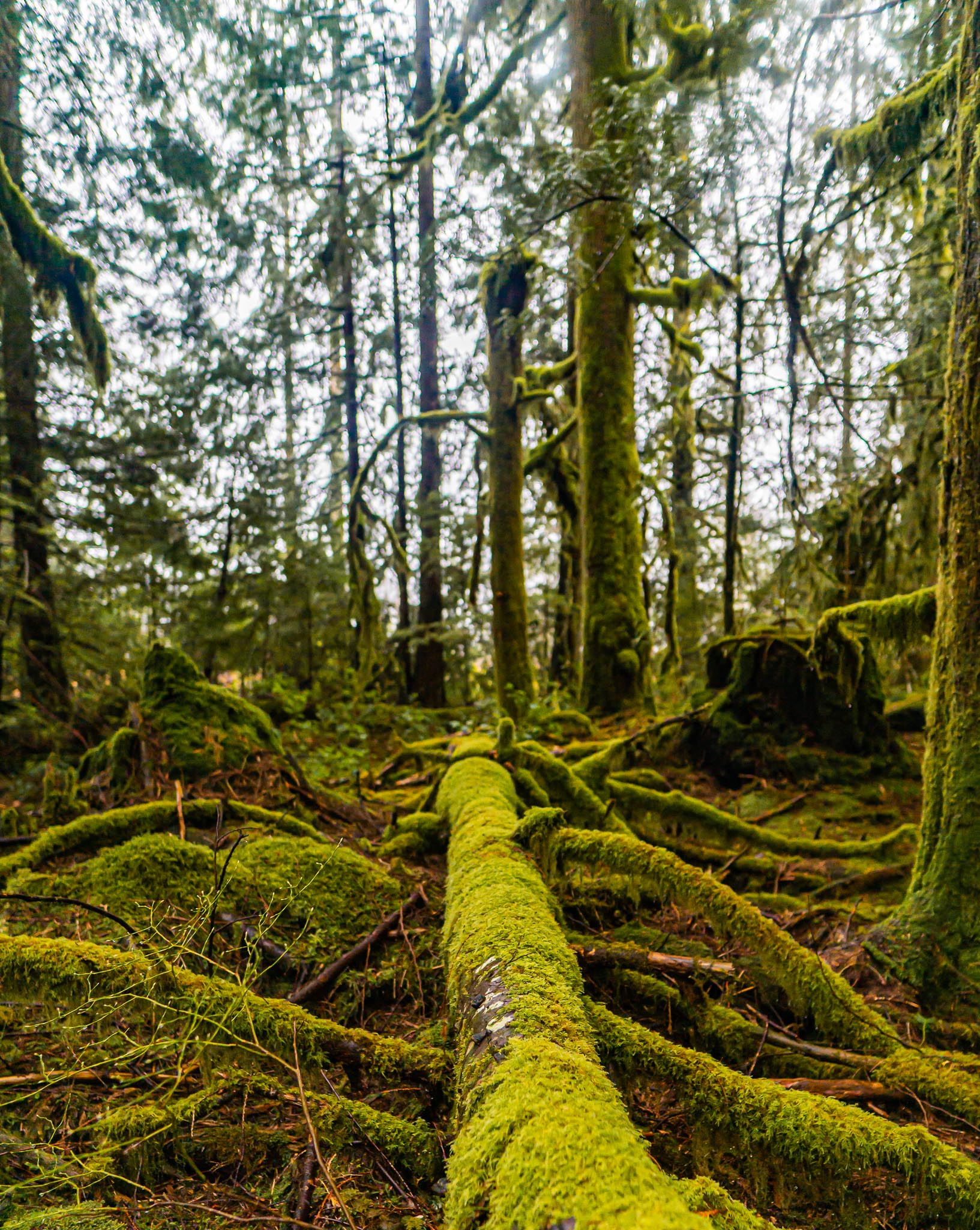 Hiking Mike Lake in Golden Ears Provincial Park - Best Hikes BC