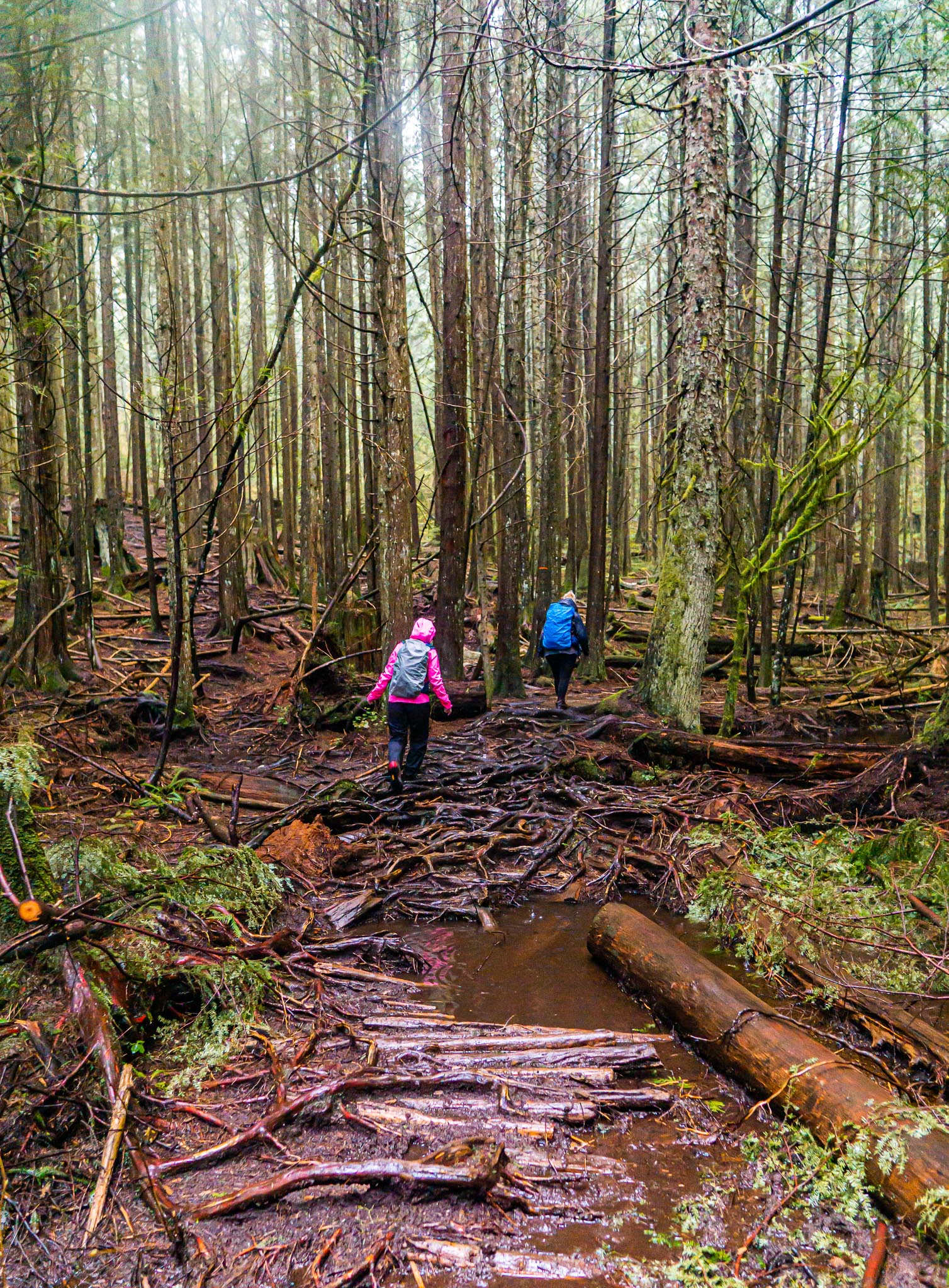 Hiking Mike Lake in Golden Ears Provincial Park - Best Hikes BC