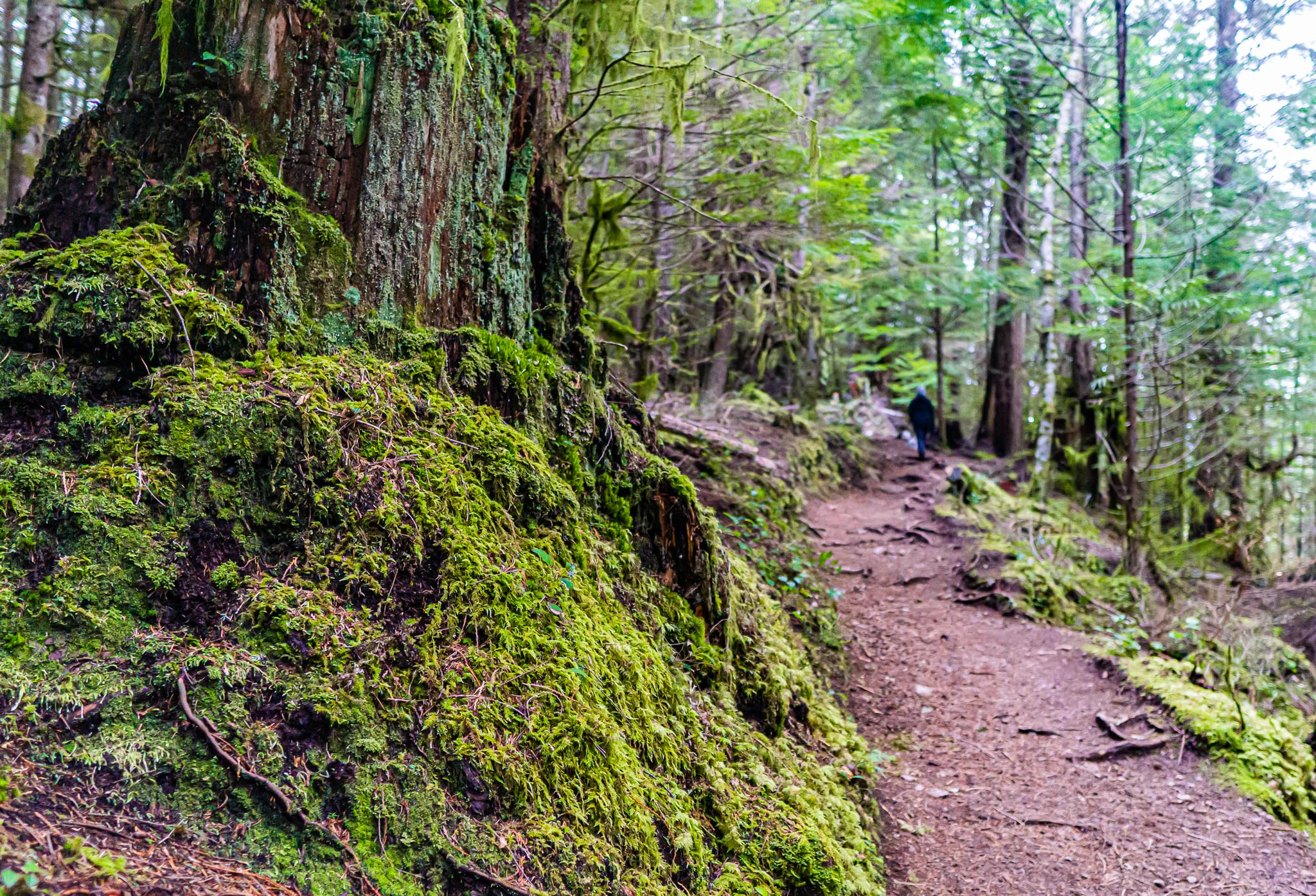 Hiking the Four Lakes Trail near Squamish - Best Hikes BC