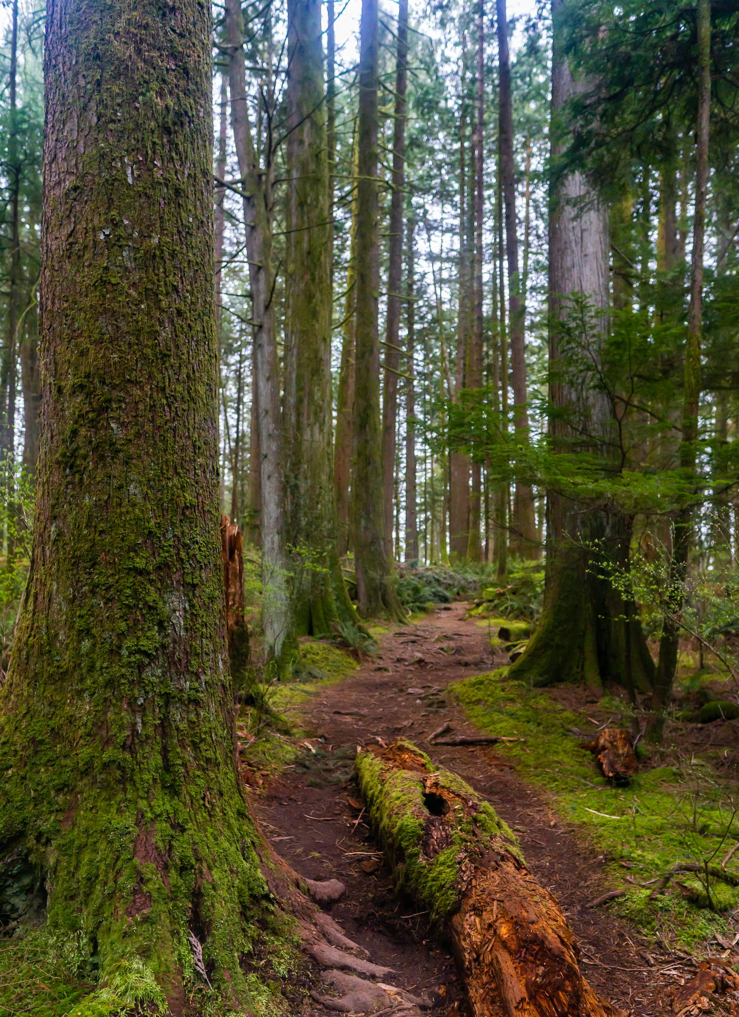 Hiking Minnekhada Regional Park in Coquitlam - Best Hikes BC