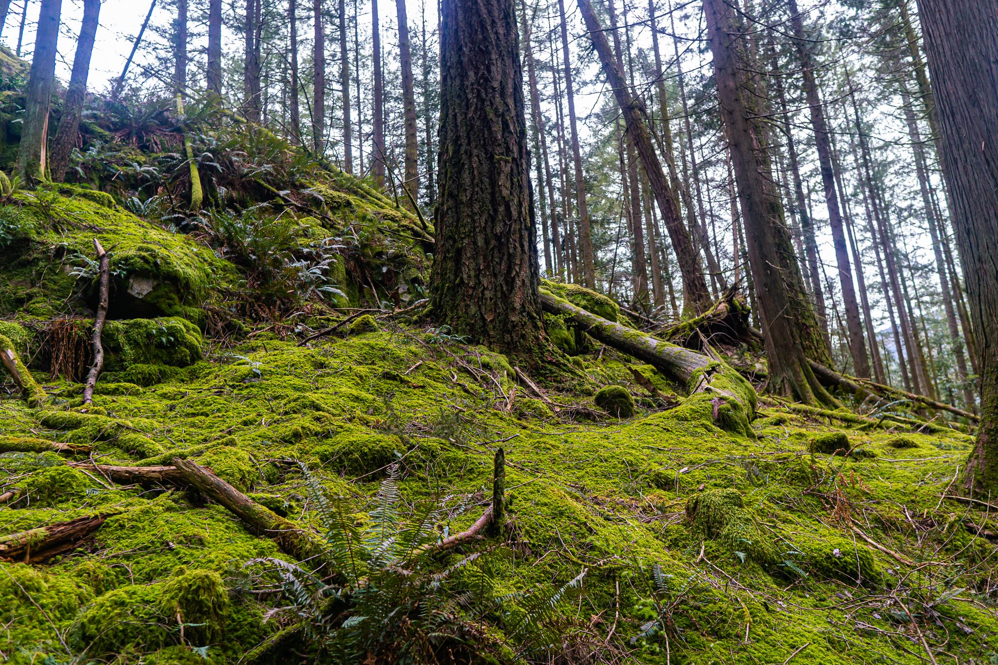Hiking Minnekhada Regional Park in Coquitlam - Best Hikes BC