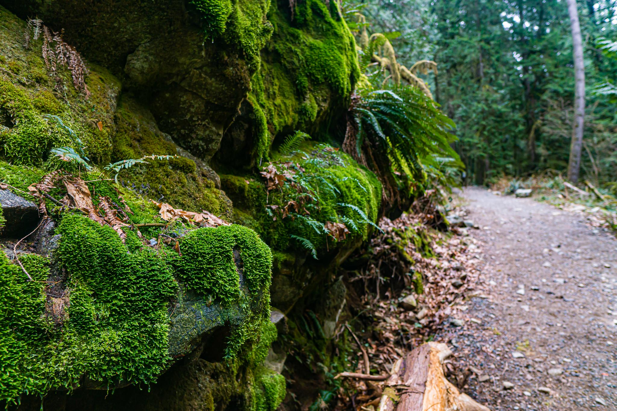 Hiking Minnekhada Regional Park in Coquitlam - Best Hikes BC