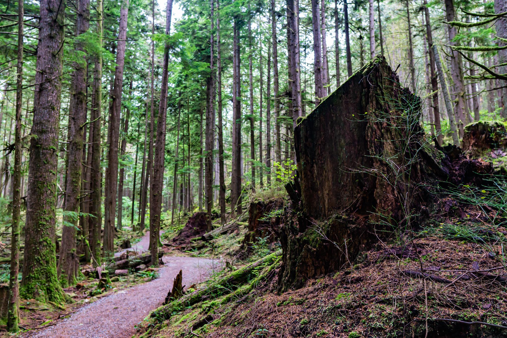 Hiking Sasamat Lake in Belcarra Regional Park - Best Hikes BC