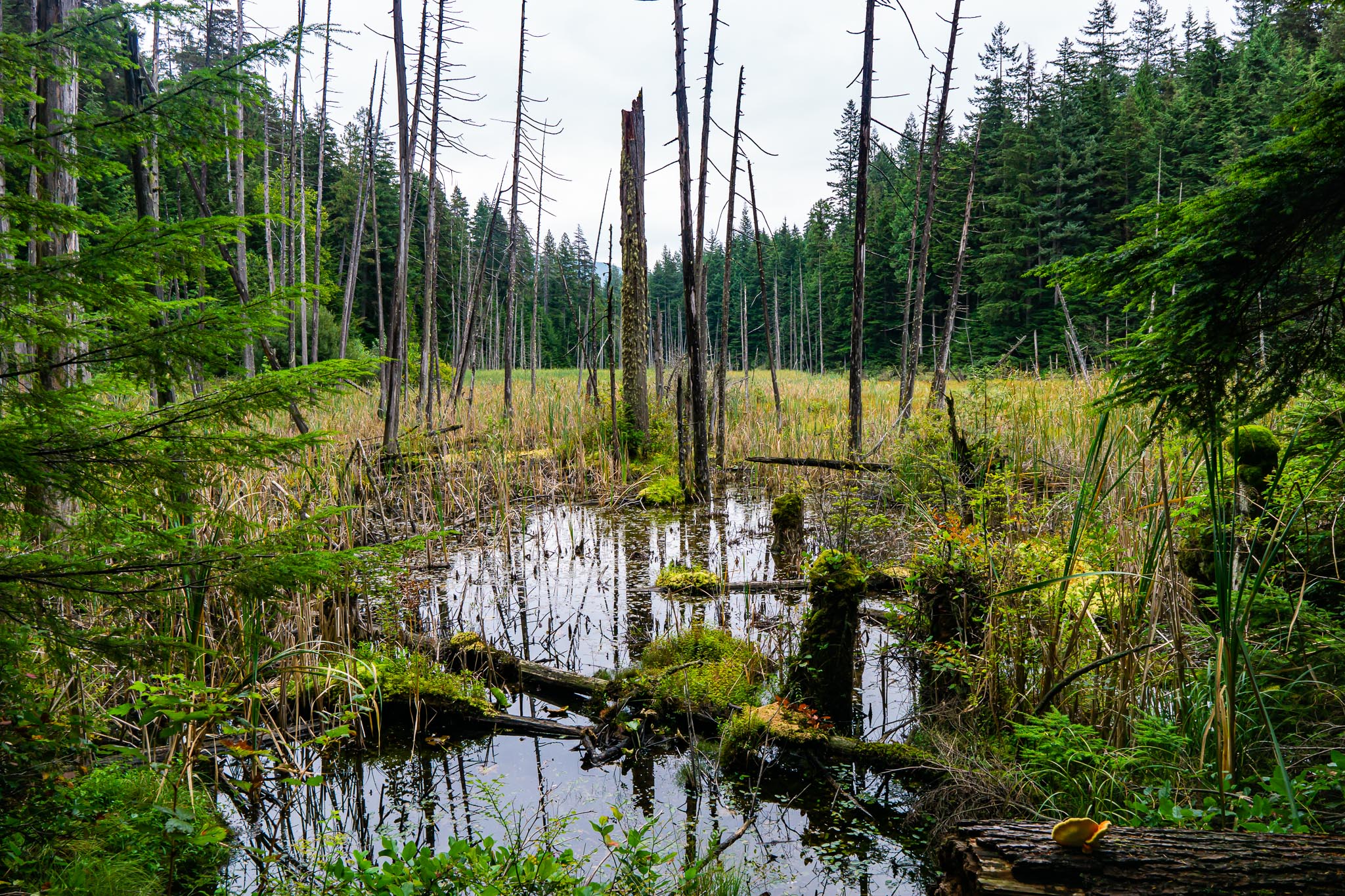 Hiking Sasamat Lake in Belcarra Regional Park - Best Hikes BC