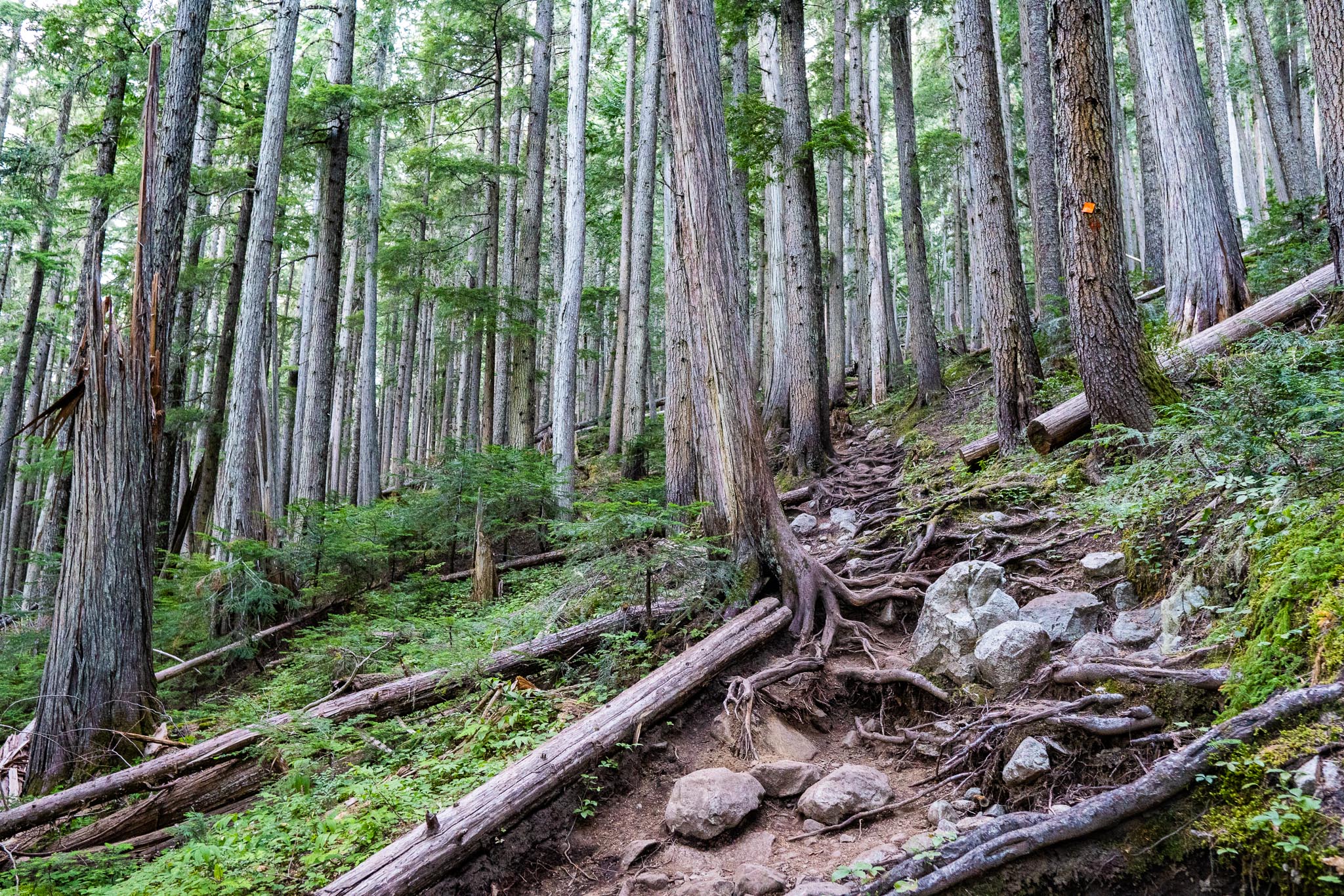 Hiking Wedgemount Lake in Garibaldi Provincial Park - Best Hikes BC