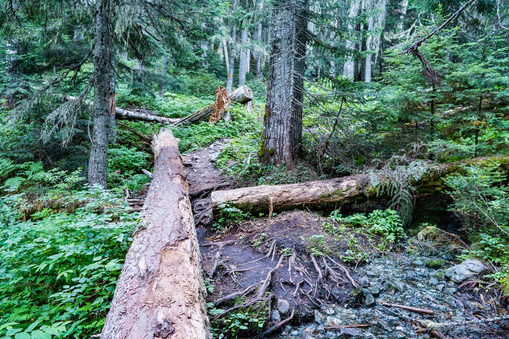 Hiking Wedgemount Lake in Garibaldi Provincial Park - Best Hikes BC