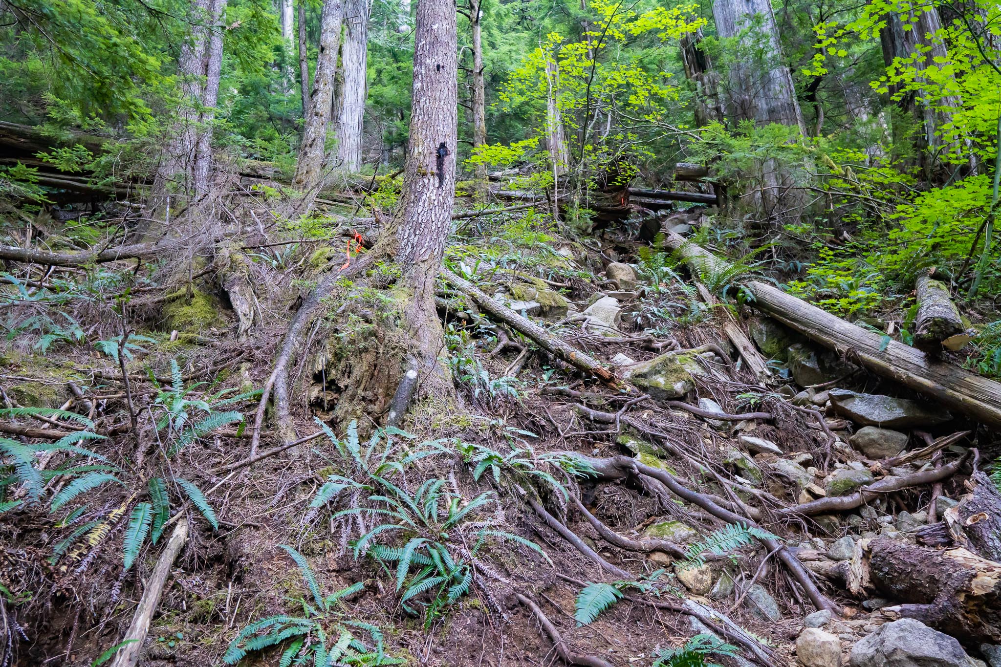 Hiking Mount Bishop in North Vancouver - Best Hikes BC